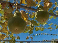 Como se prepara uma cabaça? | Jornal Nordeste