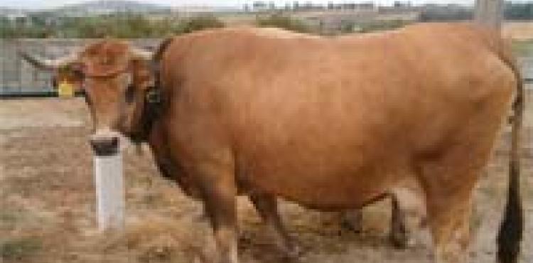 Raça Mirandesa perde efectivo | Jornal Nordeste